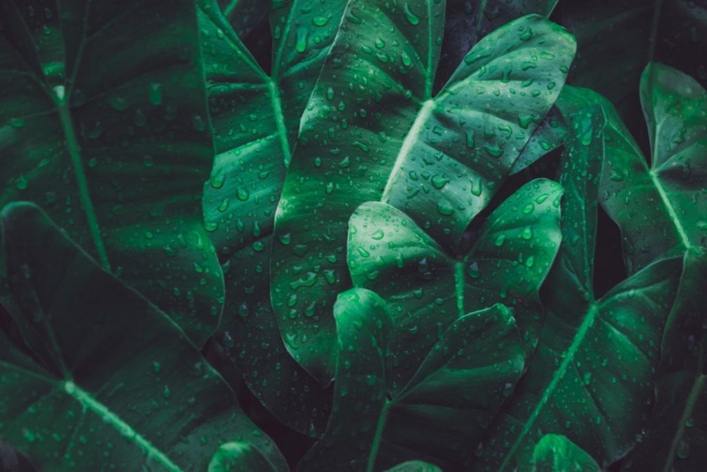 How To Grow And Take Care Of The Syngonium Plant