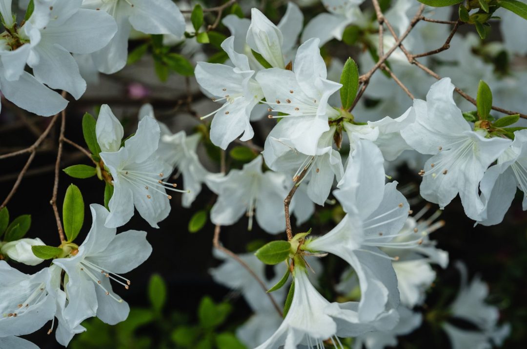 The Best Japanese Plant: Meet The Lovely Azalea Japonica