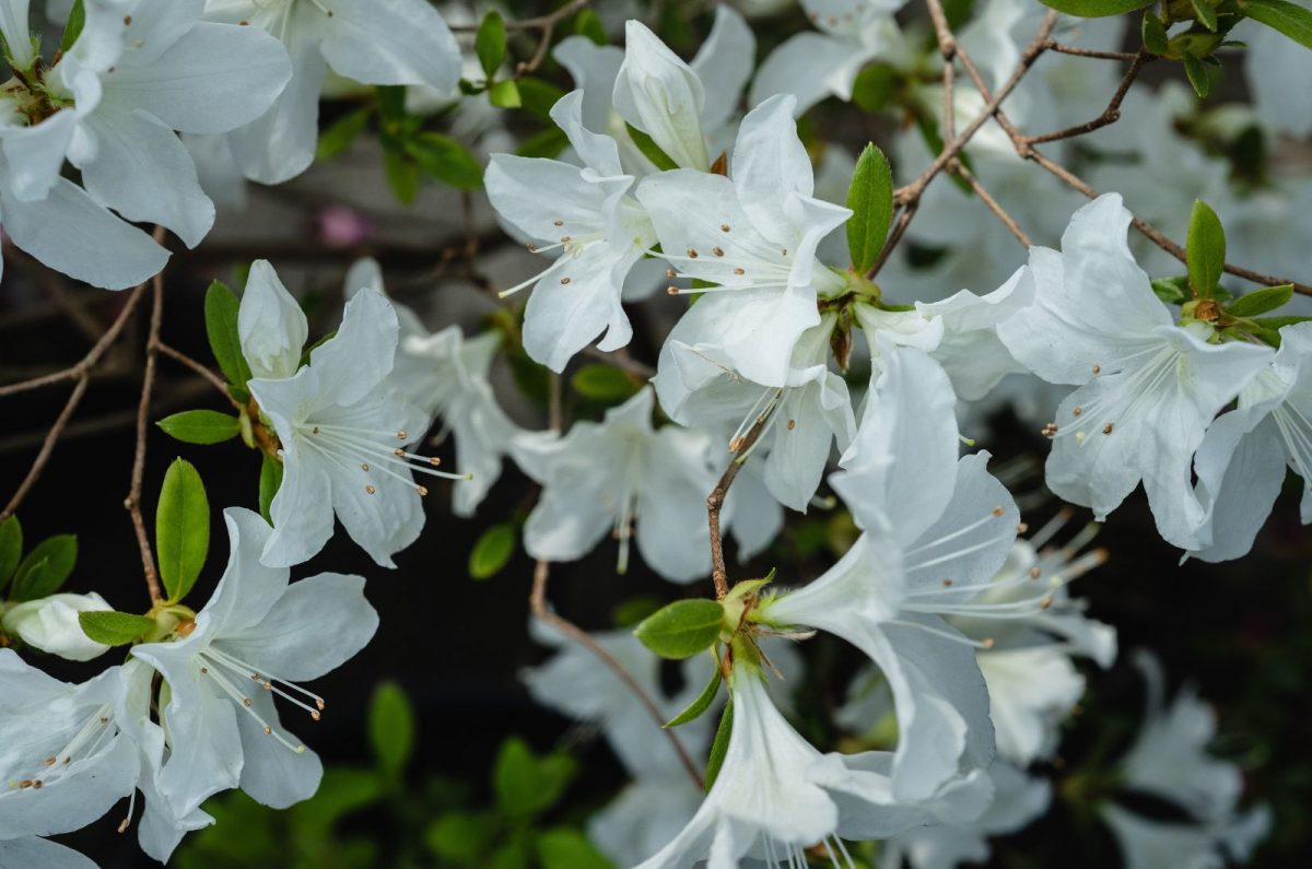 The Best Japanese Plant: Meet The Lovely Azalea Japonica