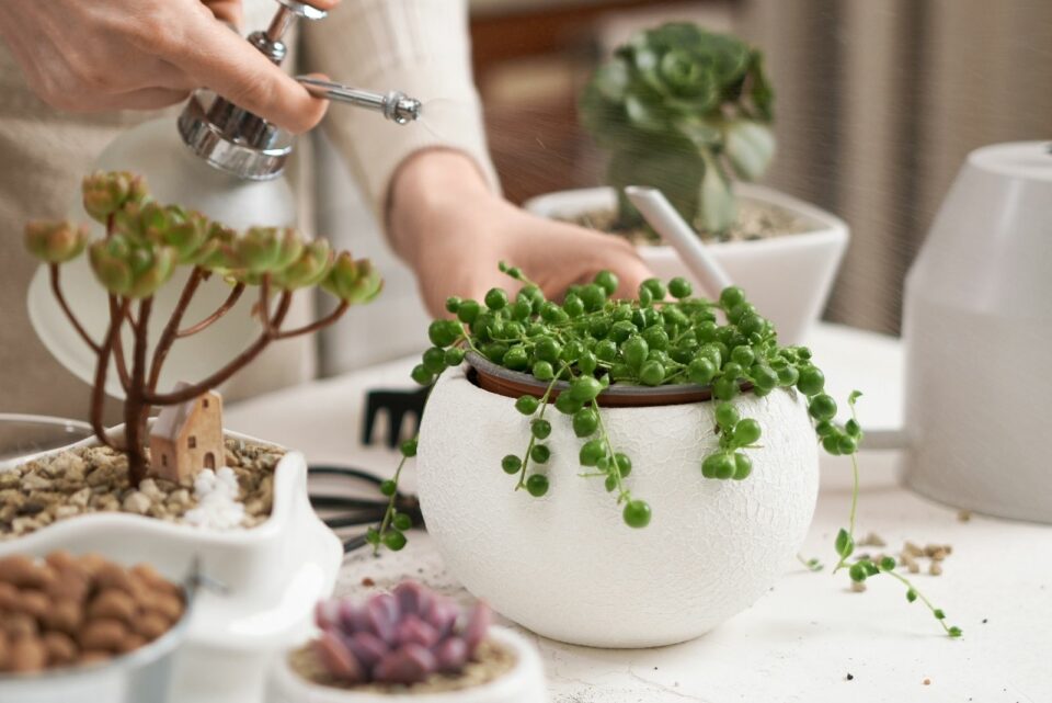 How To Grow And Care For The Stunning String Of Bananas