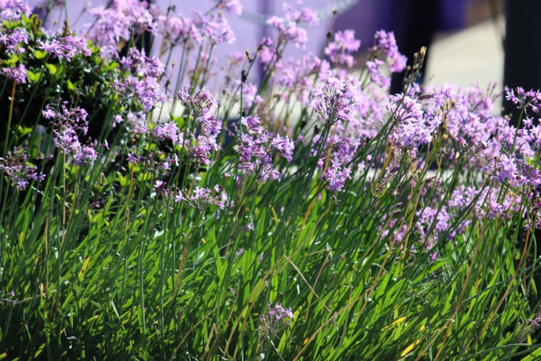 16 Best Snake-Repellent Plants For Your Outdoor Garden