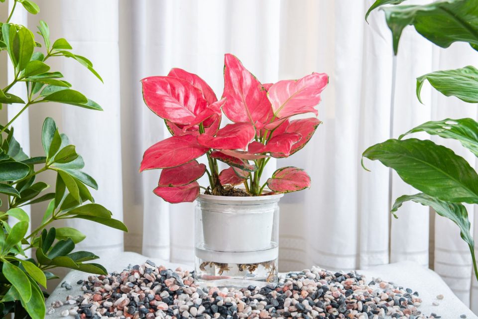 19 Absolutely Stunning Purple Houseplants For Your Home