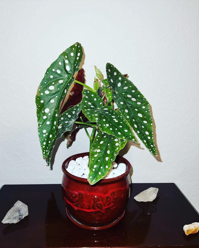 Angel Wing Begonia: How To Care For This Stunning Plant