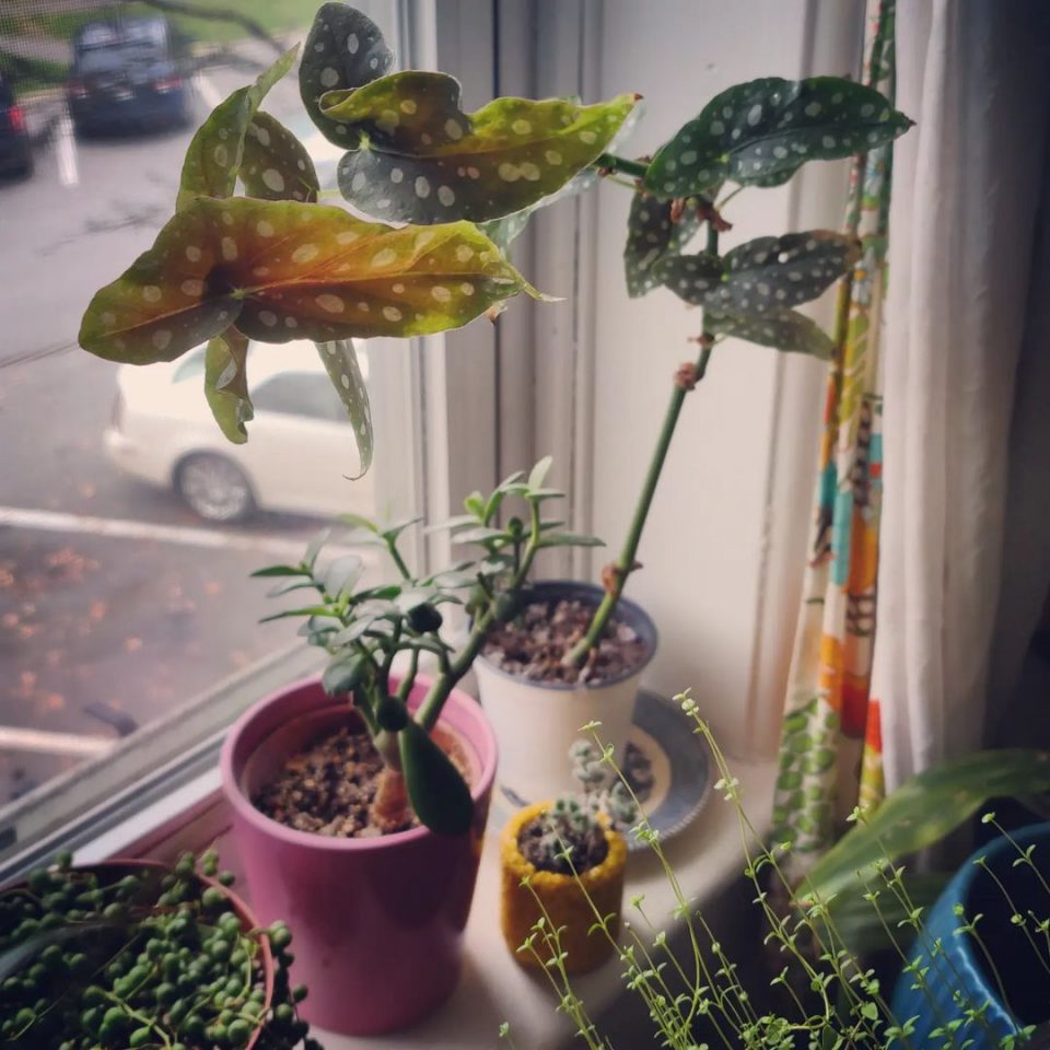 Angel Wing Begonia: How To Care For This Stunning Plant