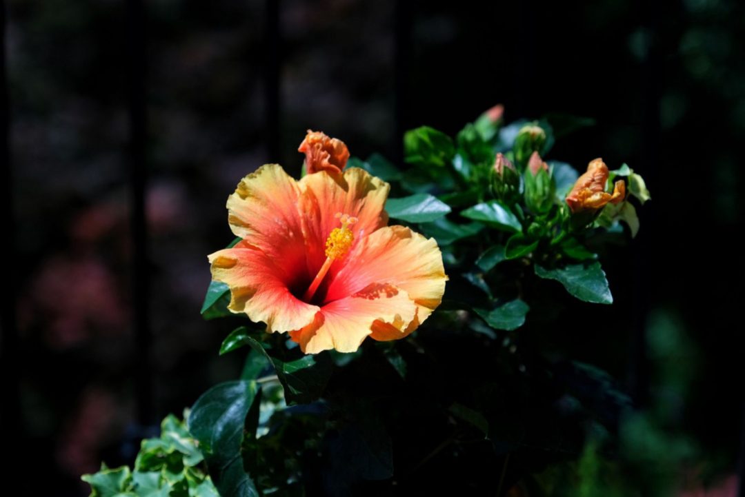 The Peach Hibiscus & How To Take Care Of It