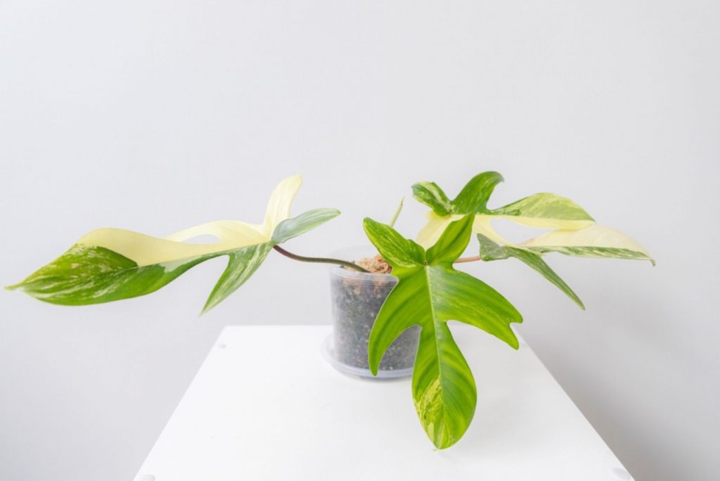 Detailed Plant Care Guide For The Rare Florida Beauty Plant