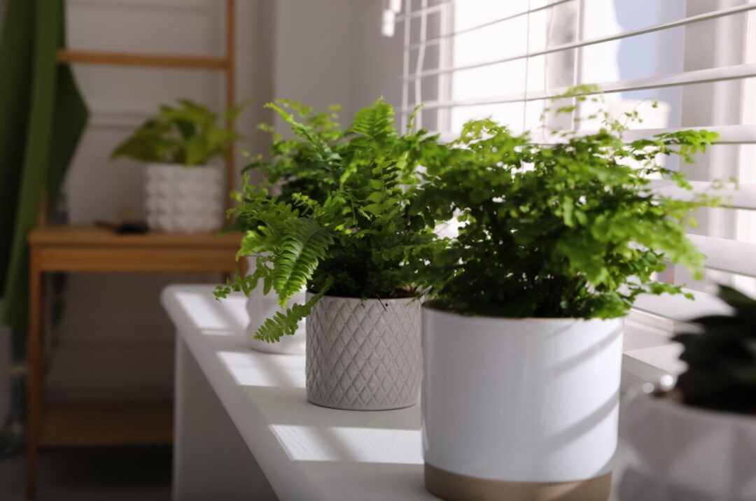 The Finest North-facing Window Plants For Your Home
