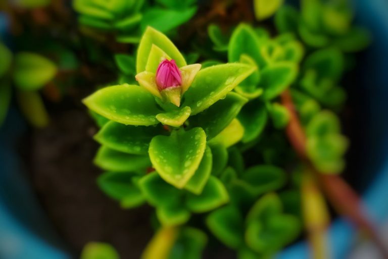 A Guide To Heartleaf Ice Plant Care + Solving Main Issues