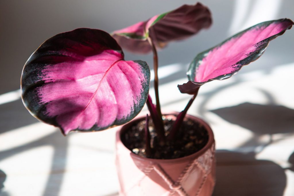 19 Absolutely Stunning Purple Houseplants For Your Home