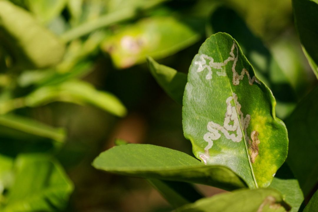 Why Your Lemon Tree Leaves Curling And How To Fix Them