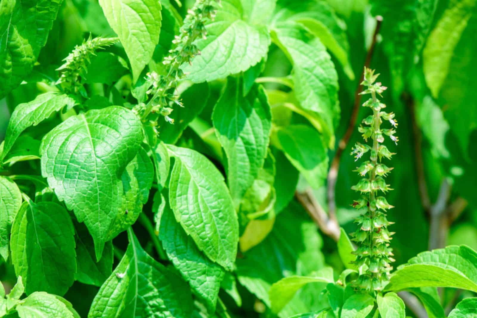 16 Best Snake-Repellent Plants For Your Outdoor Garden