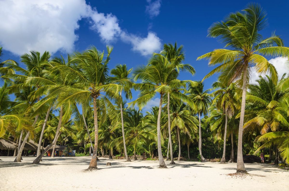 10 Ways To Distinguish Between Coconut Tree vs Palm Tree