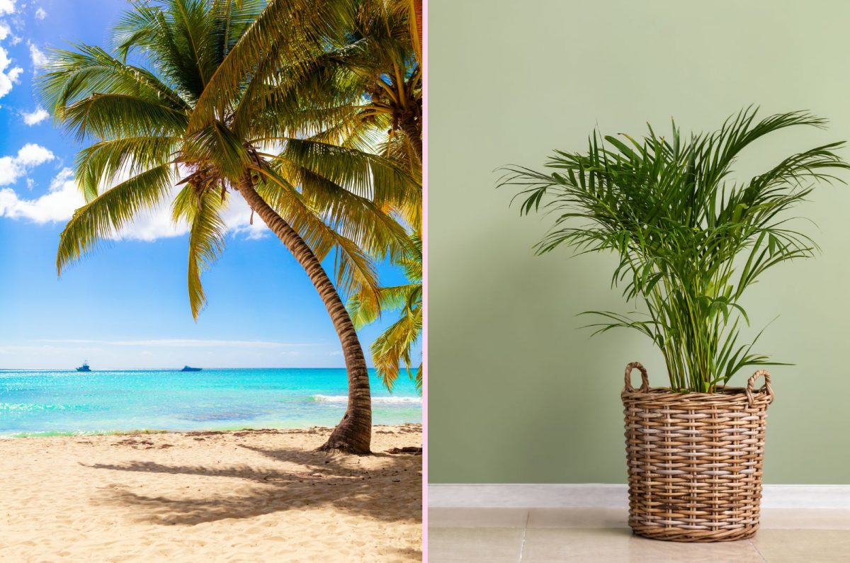 10 Ways To Distinguish Between Coconut Tree vs Palm Tree