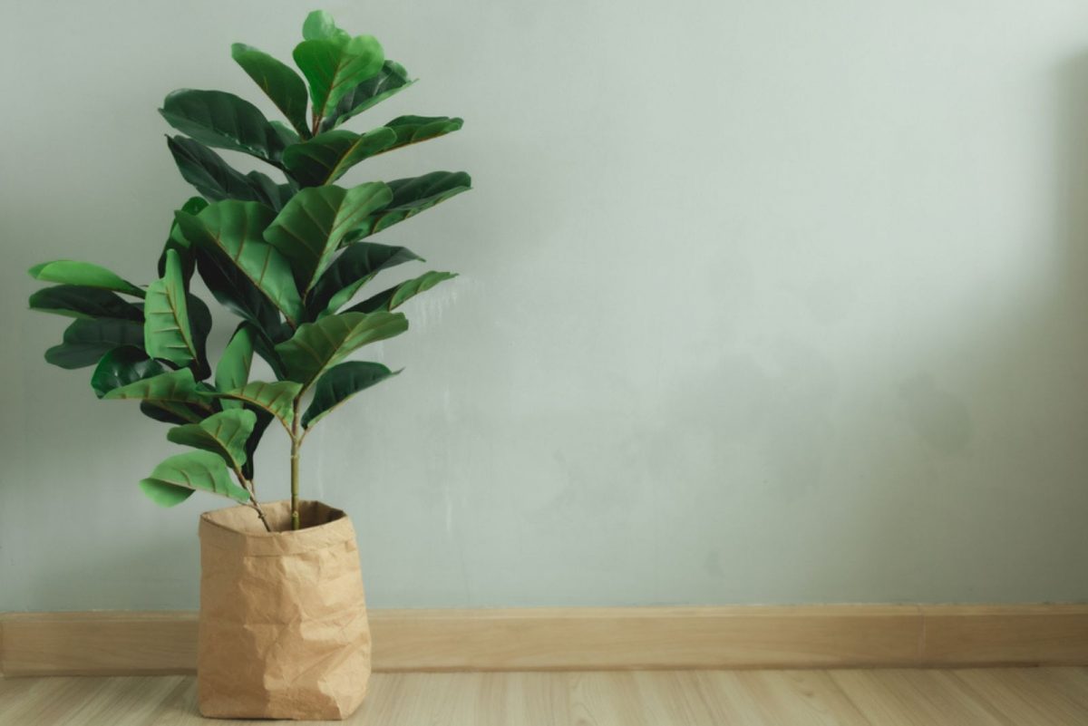 The Best West-facing Window Plants For Your Home