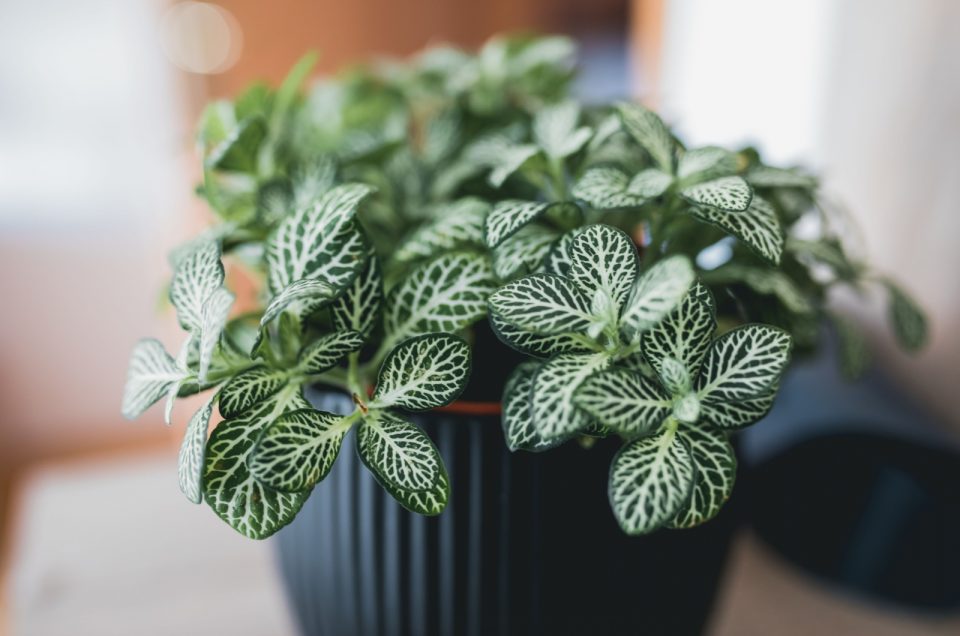 The Finest North-facing Window Plants For Your Home