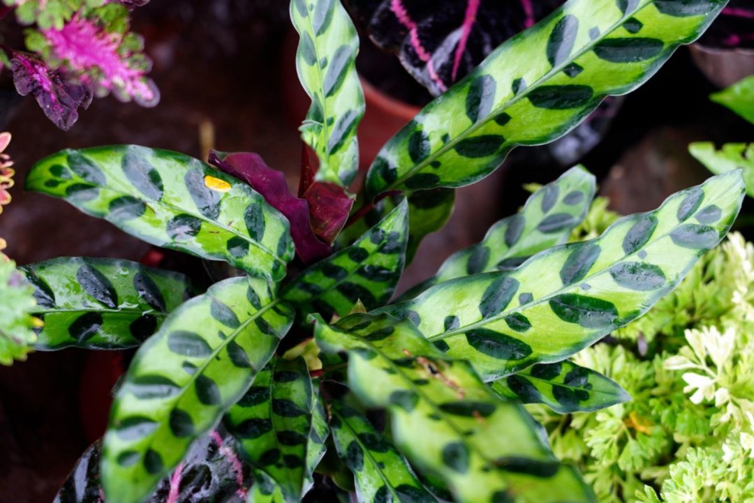 A Complete Guide To Rattlesnake Plant Care + Common Issues