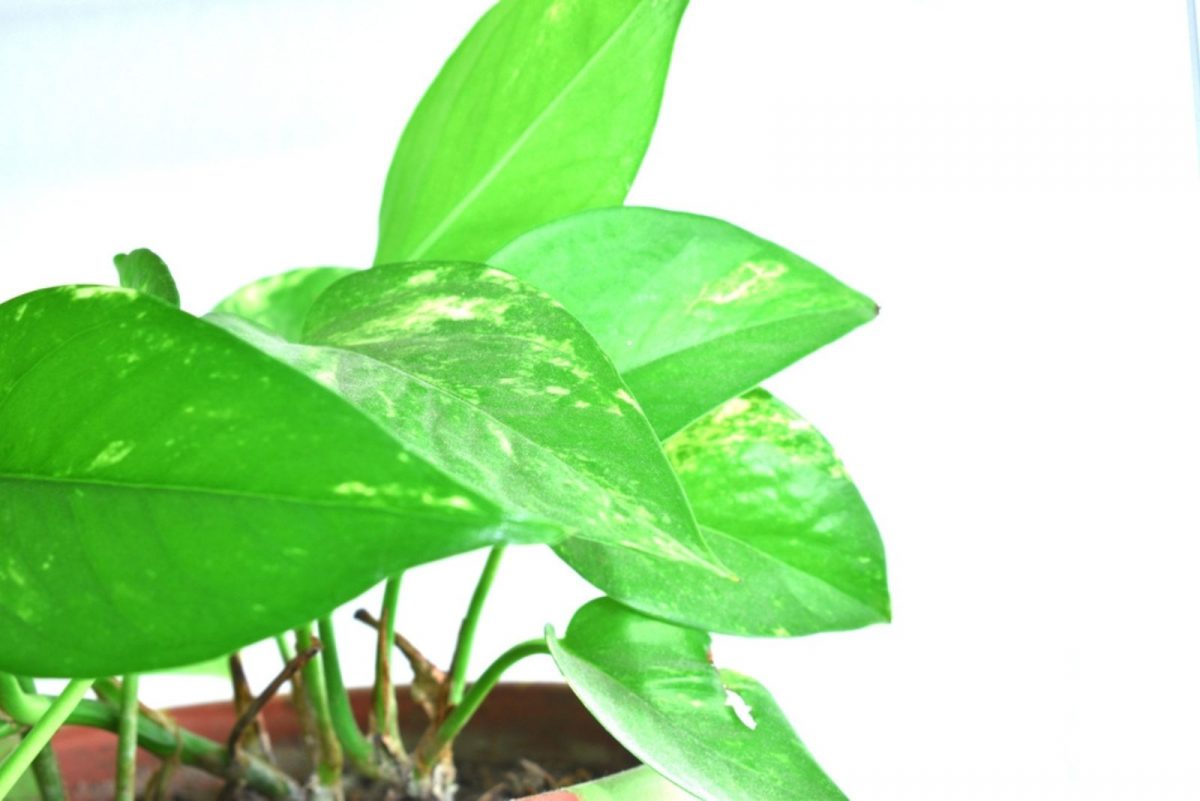 Lemon Lime Philodendron vs Neon Pothos: 7 Key Differences