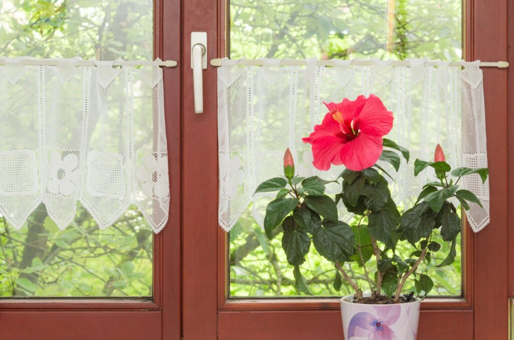 16 South-Facing Window Plants That Will Blow Your Mind