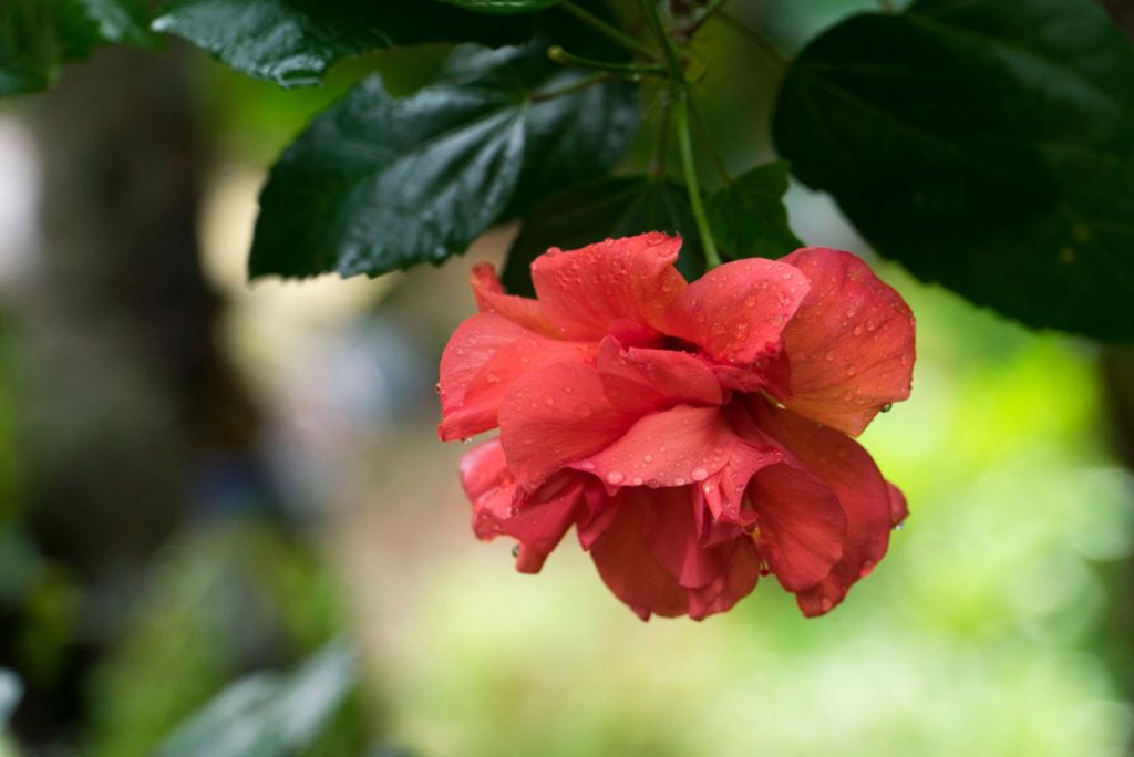 The Peach Hibiscus & How To Take Care Of It
