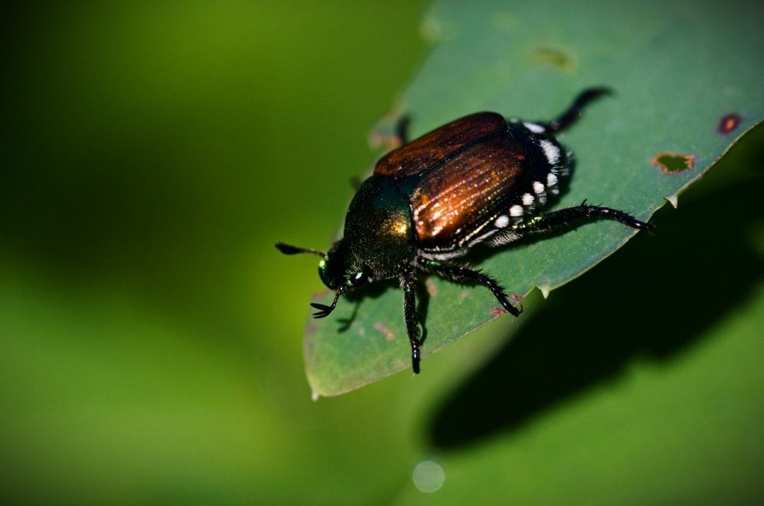 Where Do Japanese Beetles Go At Night? 3 Removal Methods