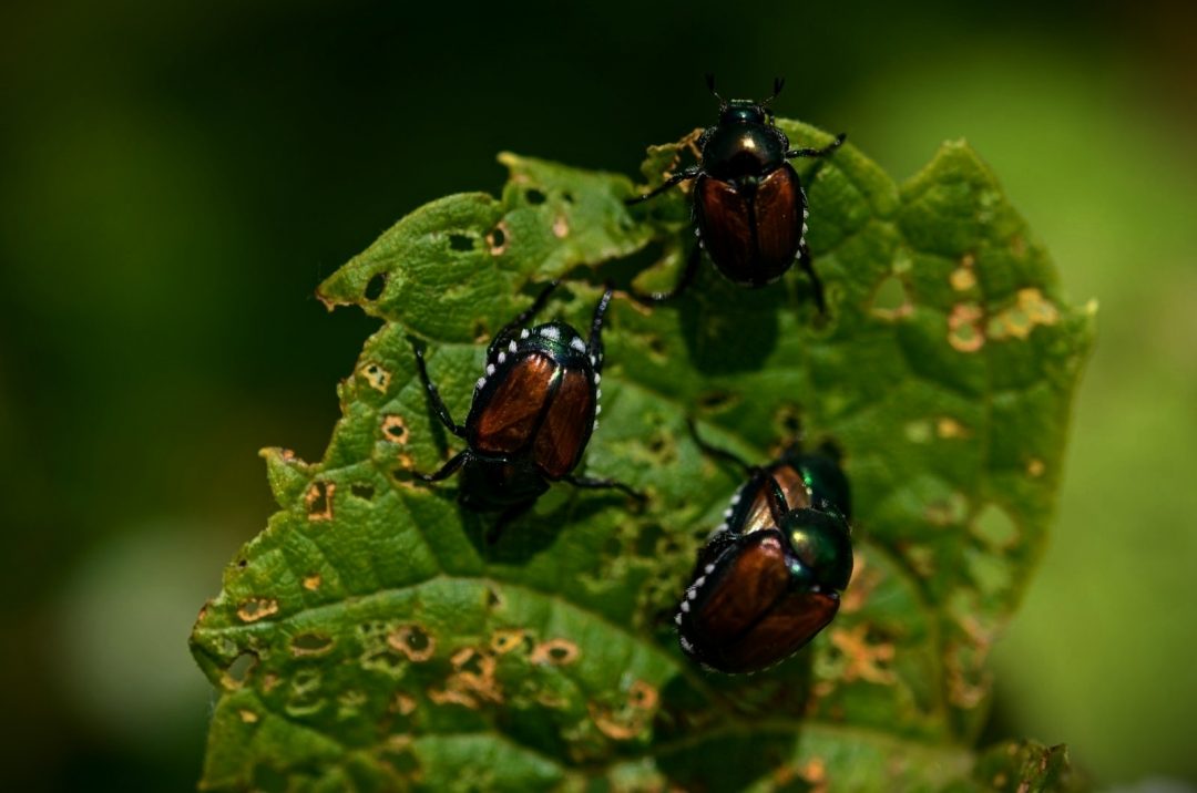 Where Do Japanese Beetles Go At Night? 3 Removal Methods