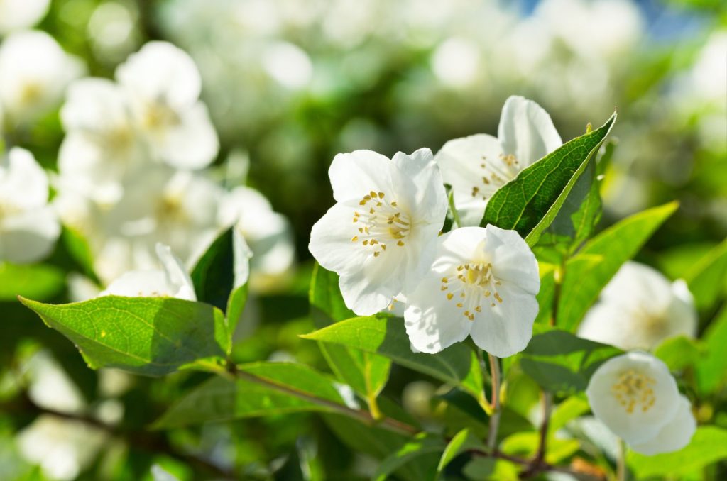 16 South-Facing Window Plants That Will Blow Your Mind