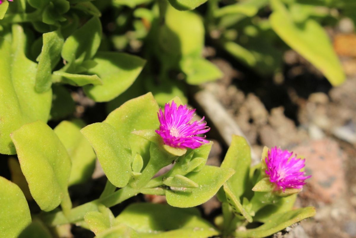 A Guide To Heartleaf Ice Plant Care + Solving Main Issues
