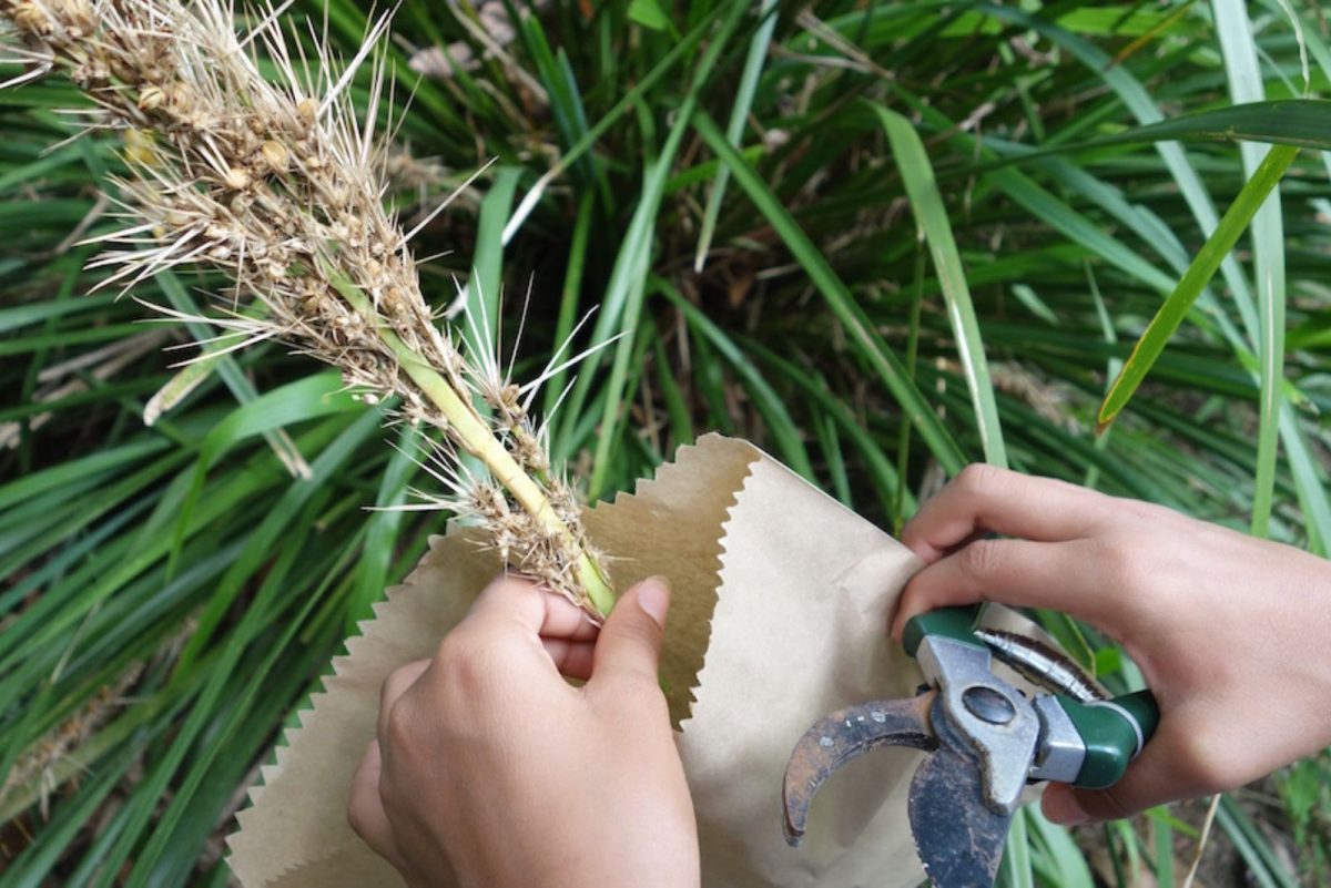 How To Grow And Care For The Lomandra Breeze