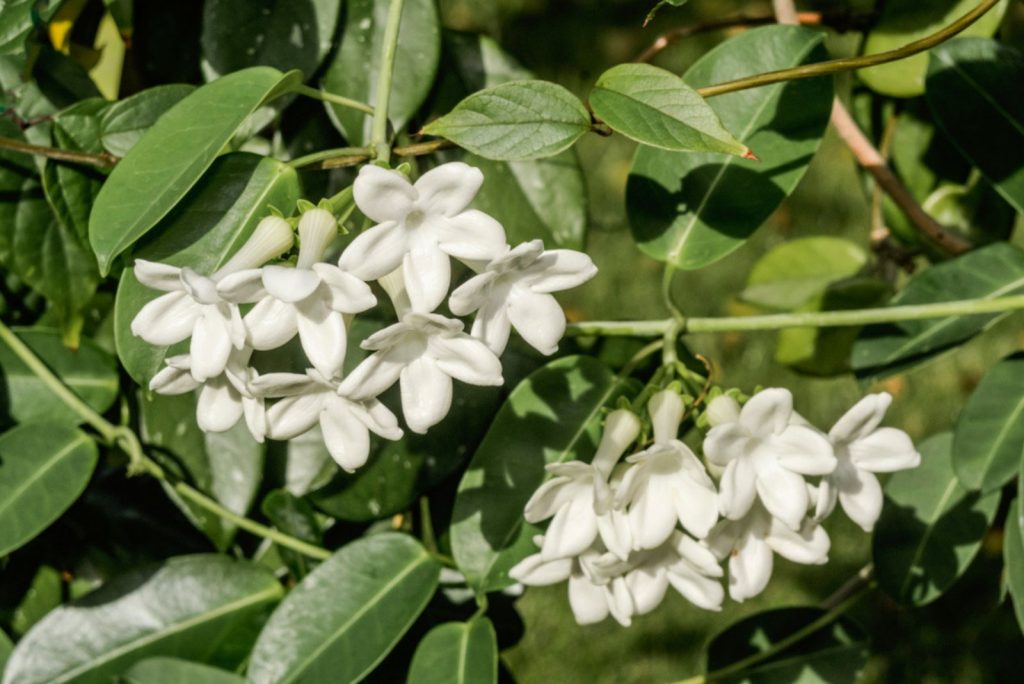 How To Grow And Care For Madagascar Jasmine