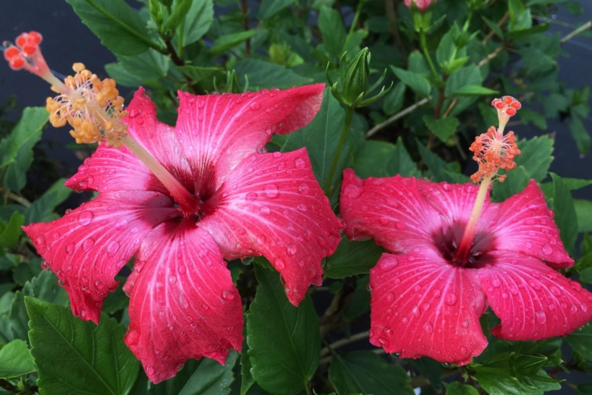 How To Grow And Care For The Painted Lady Hibiscus