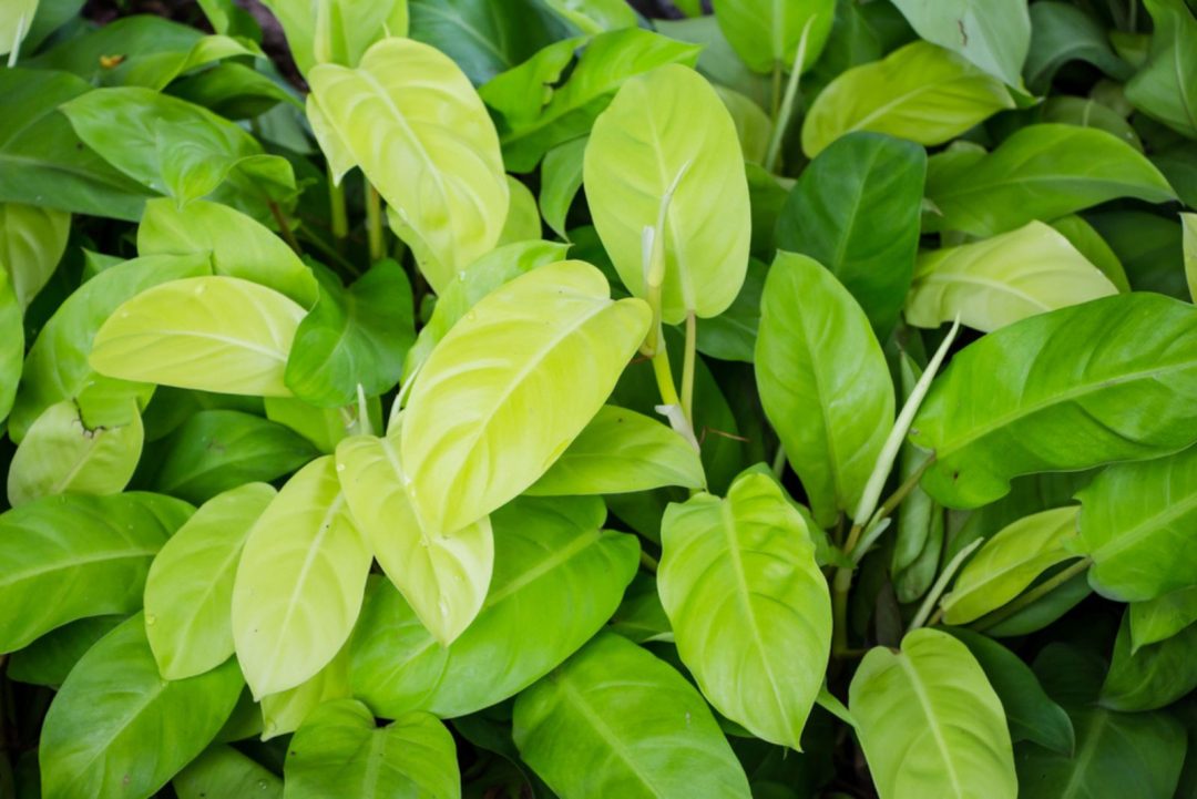 Lemon Lime Philodendron vs Neon Pothos: 7 Key Differences