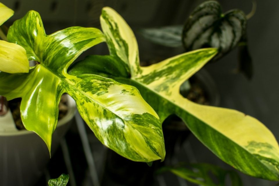 Detailed Plant Care Guide For The Rare Florida Beauty Plant