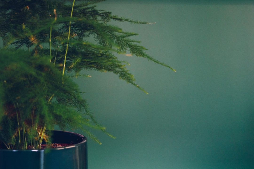 How To Grow And Take Care Of A Plumosa Fern