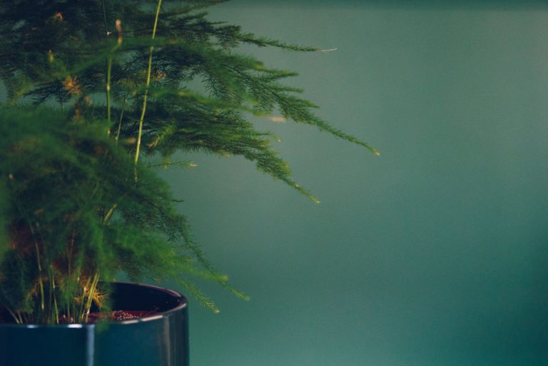 How To Grow And Take Care Of A Plumosa Fern