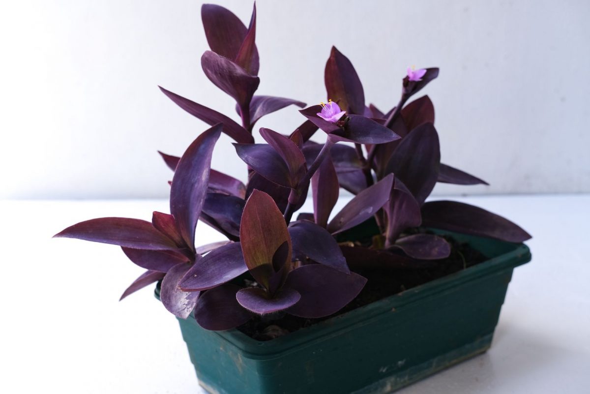 19 Absolutely Stunning Purple Houseplants For Your Home