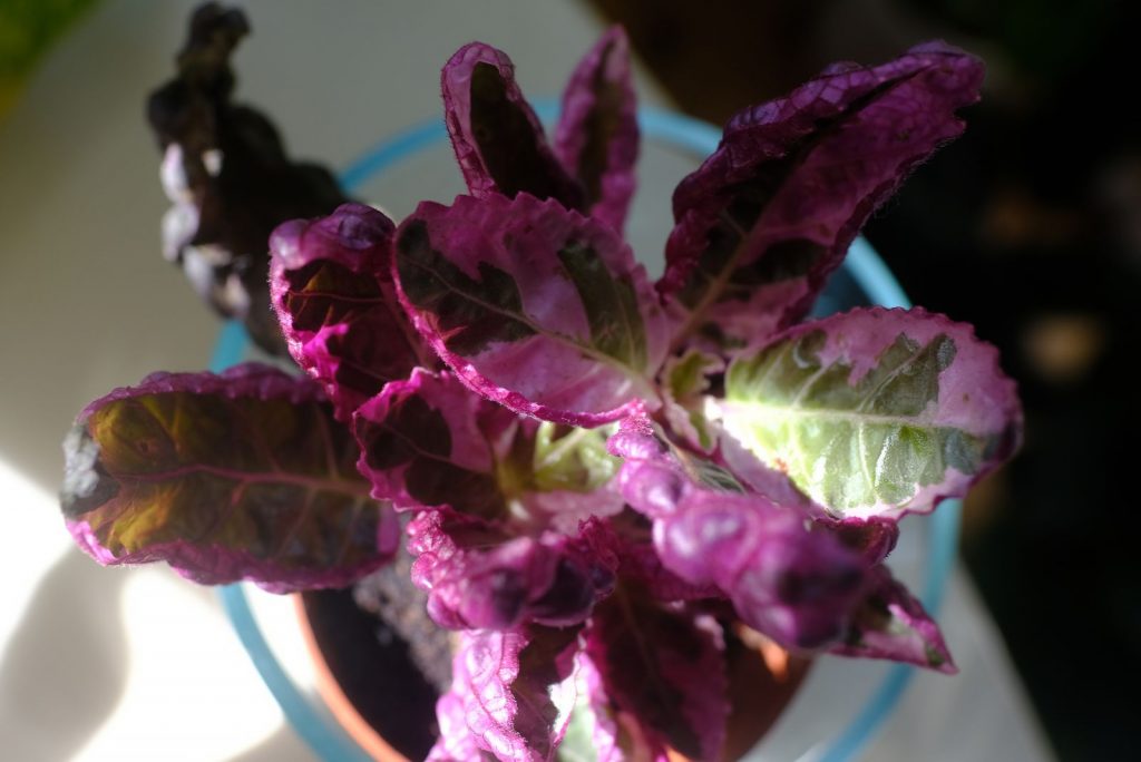 19 Absolutely Stunning Purple Houseplants For Your Home