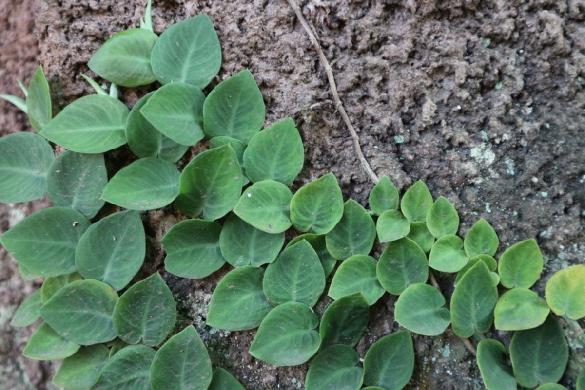 How To Grow And Care For The Rhaphidophora Hayi