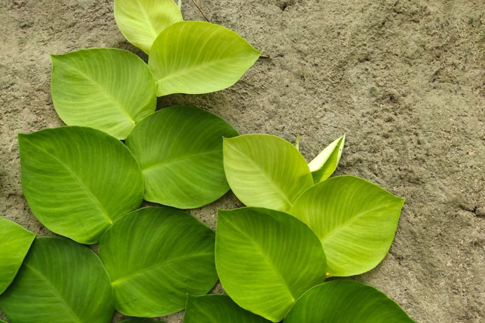 How To Grow And Care For The Rhaphidophora Hayi