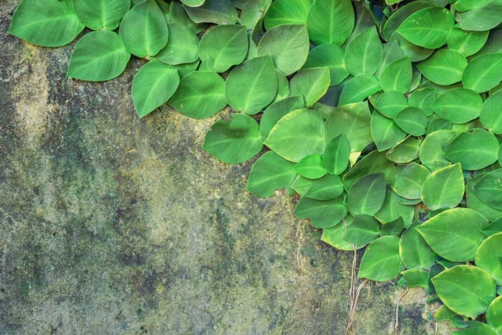 How To Grow And Care For The Rhaphidophora Hayi