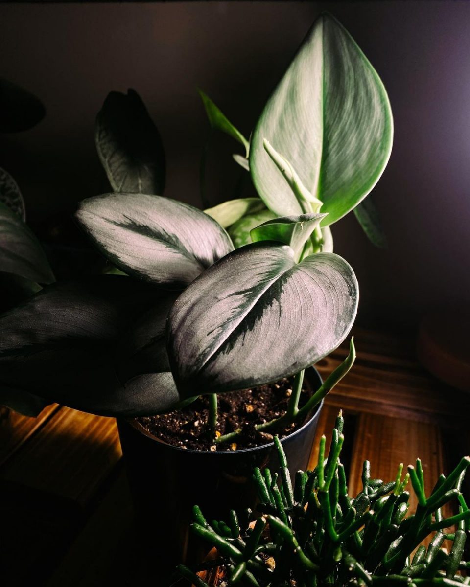 Scindapsus Treubii Moonlight Plant (Features & Care Tips)
