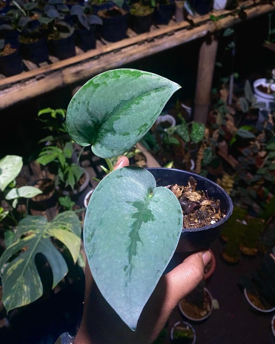 Scindapsus Treubii Moonlight Plant (Features & Care Tips)