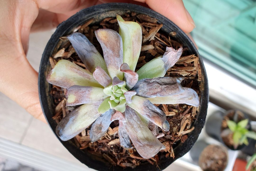 Why Is My Succulent Dying? 9 Helpful Reasons And Solutions