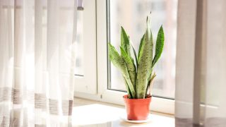 The Best West-facing Window Plants For Your Home