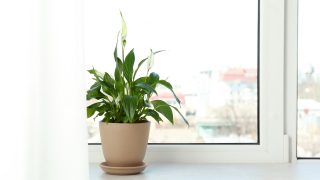 The Finest North-facing Window Plants For Your Home
