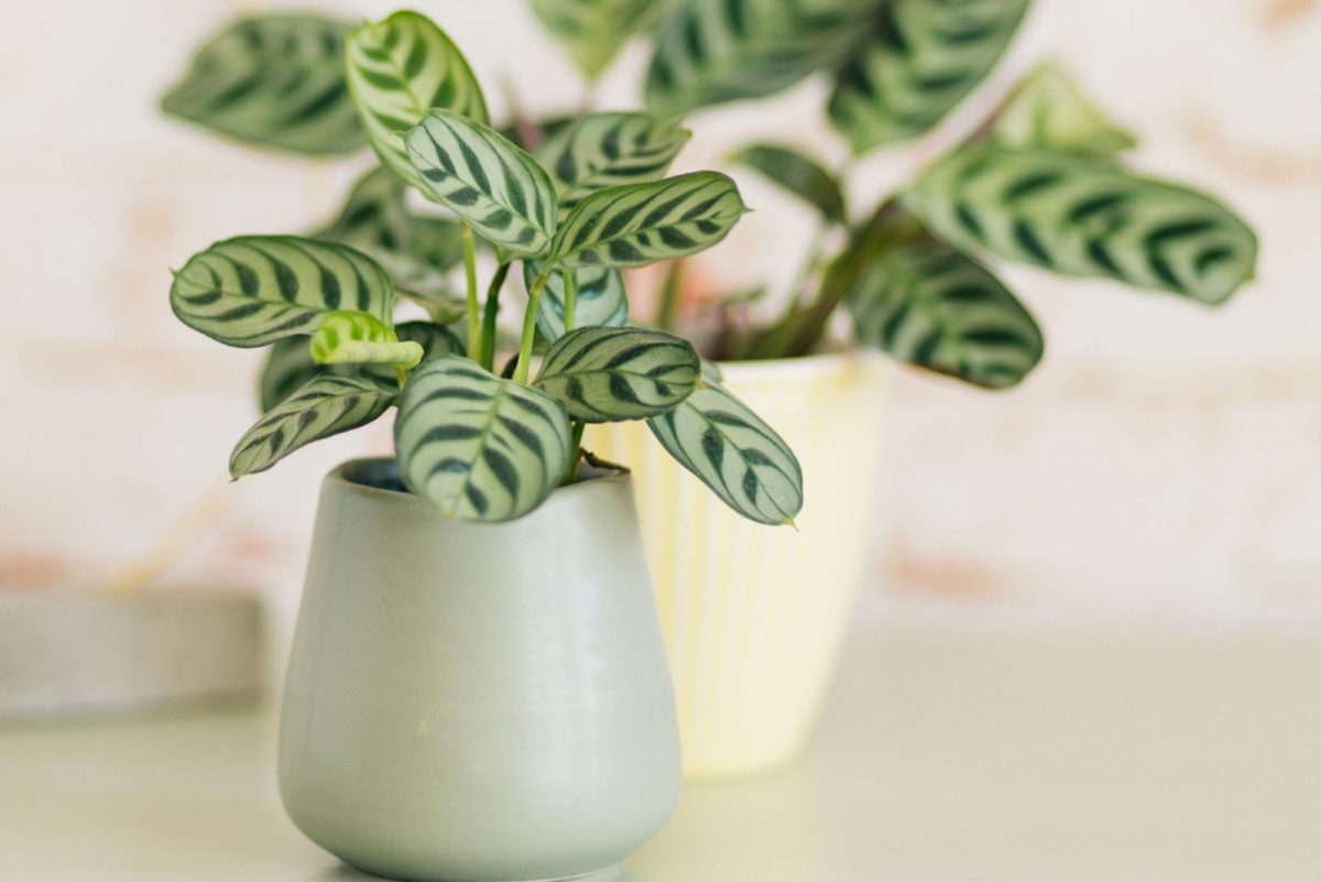 How To Take Care Of The Fishbone Prayer Plant