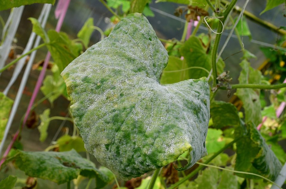 Reasons For And Solutions To White Spots On Cucumber Leaves