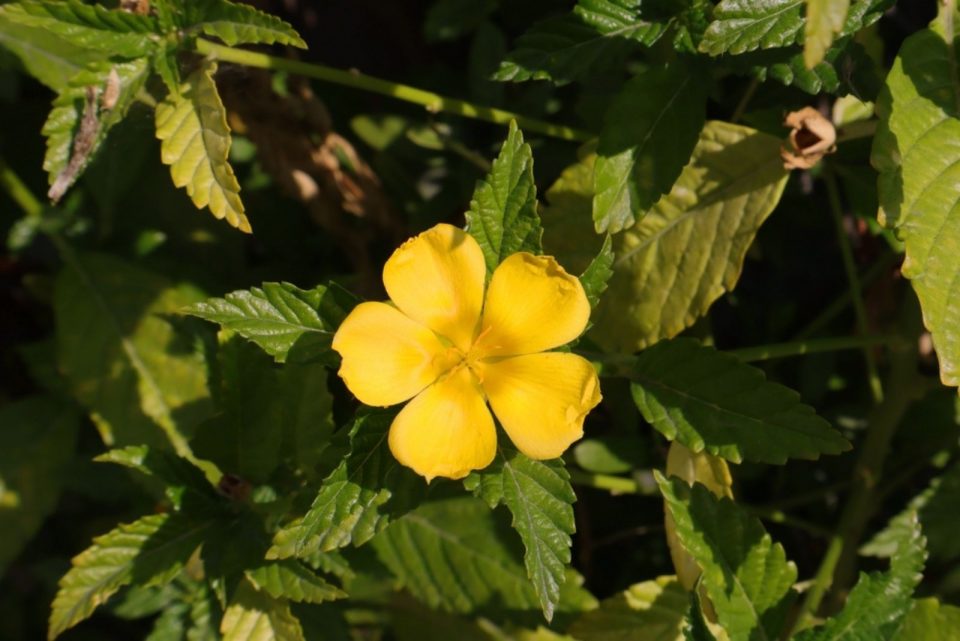 16 Best Snake-Repellent Plants For Your Outdoor Garden