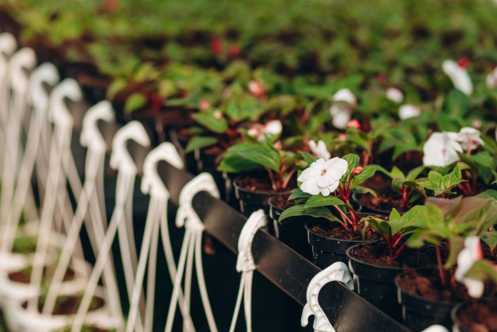 How To Grow And Care For Madagascar Jasmine