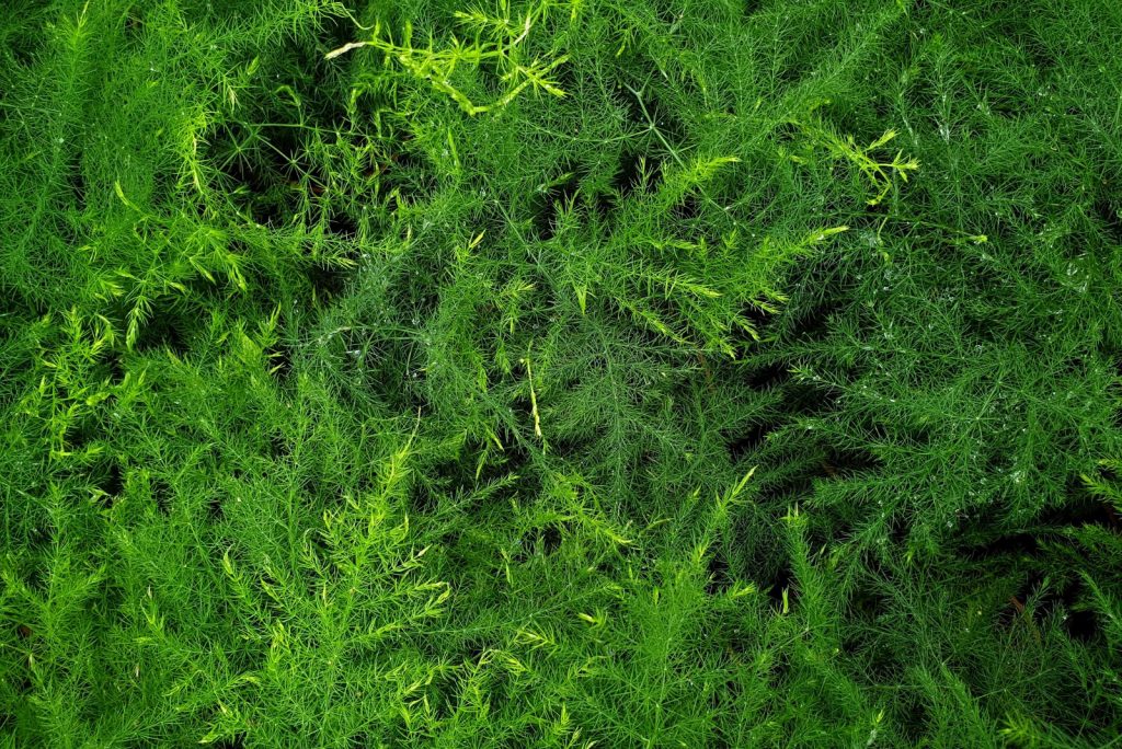 How To Grow And Take Care Of A Plumosa Fern