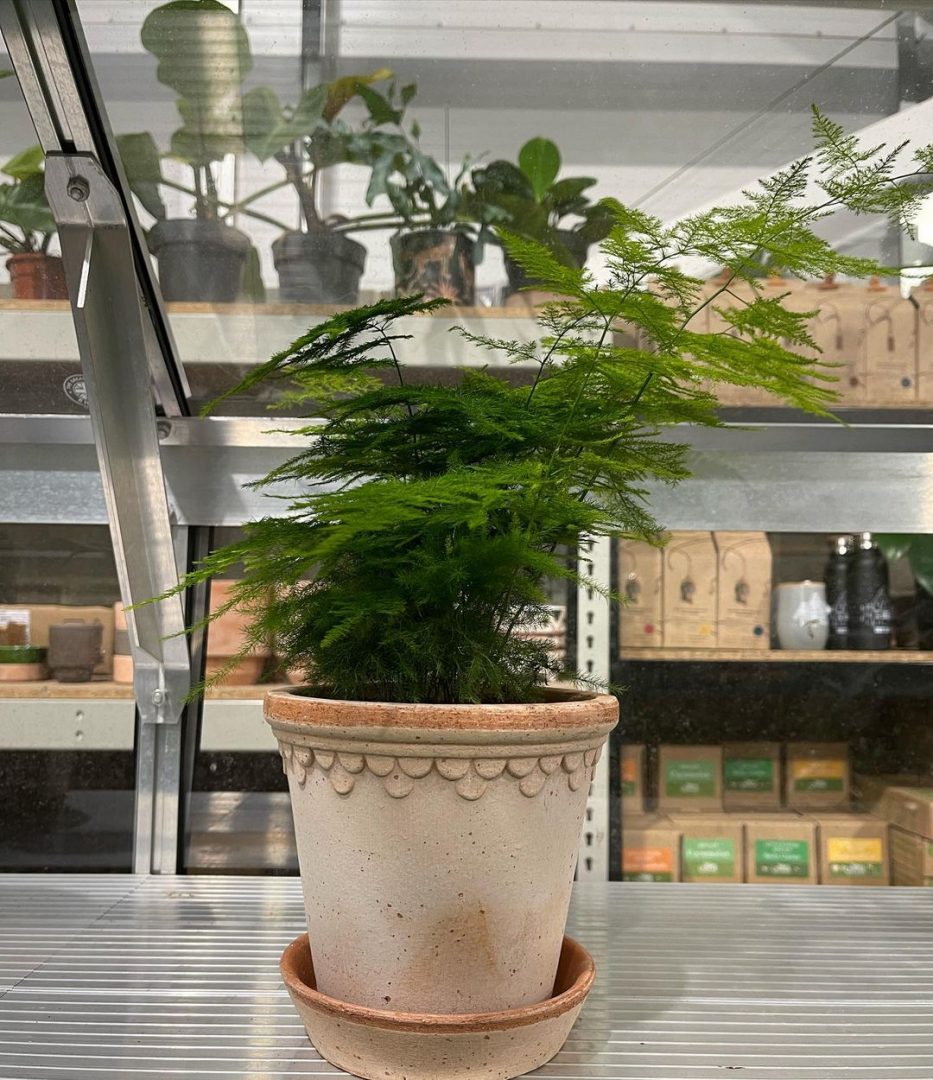 How To Grow And Take Care Of A Plumosa Fern